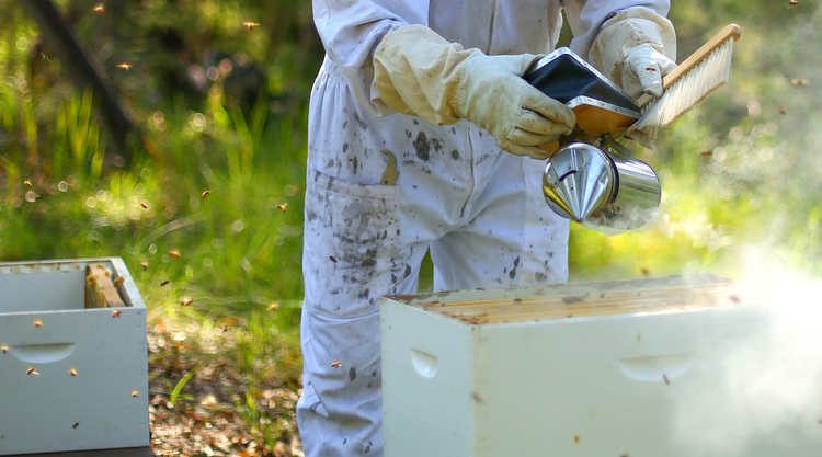 Why Our Backyard Beekeeping Kit Is Perfect For Beginners – Harvest Lane ...