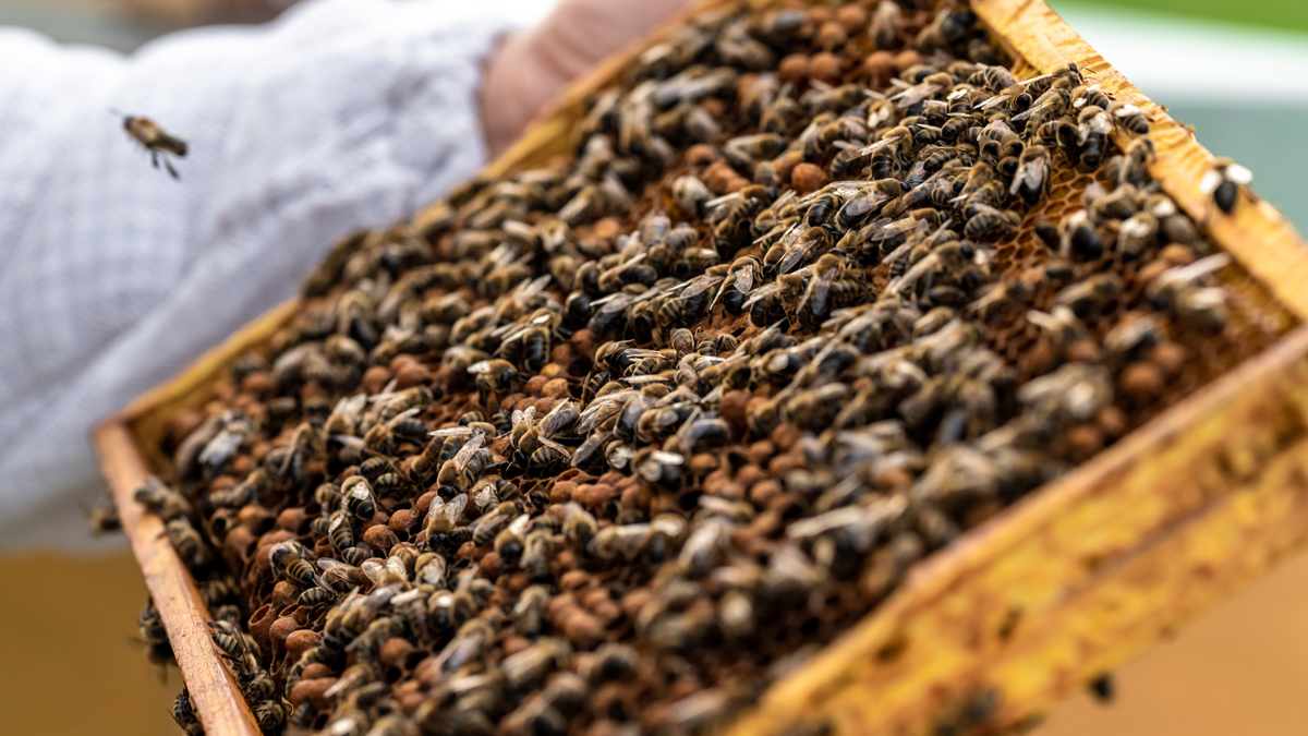 Untitled_design_4c920418-16cf-4c46-996b-8b0846132733_1200x1200.png?v ...