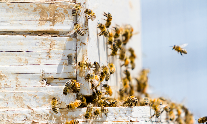 Harvest Lane – Beekeeping & Small Animal Supplies Made in the USA ...